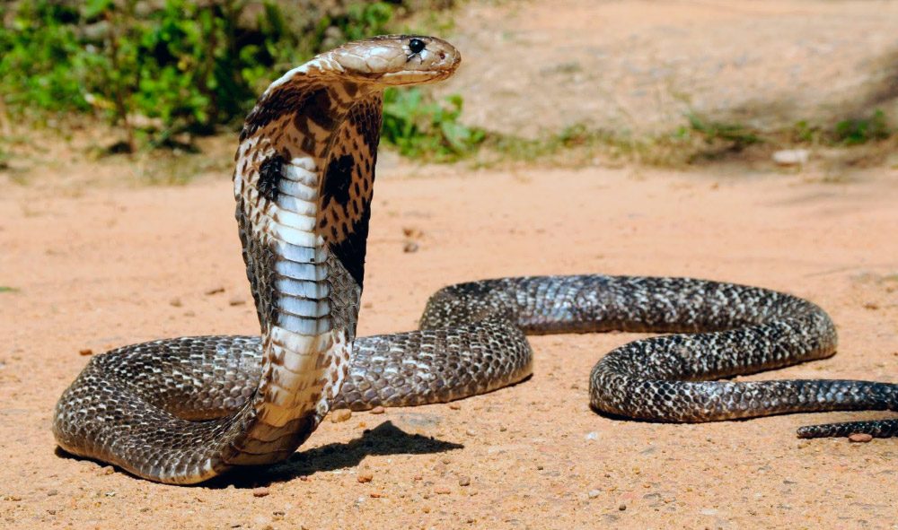 Cobra venenosa anda suelta en Grand Prairie, USA - En La Mira